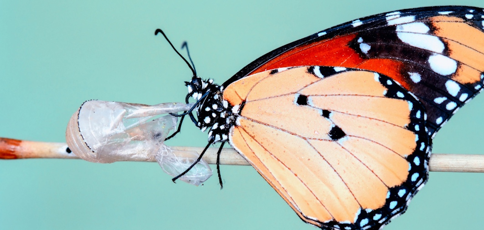 L’équation gagnante : RSE et transformation d’entreprise, les leviers ...